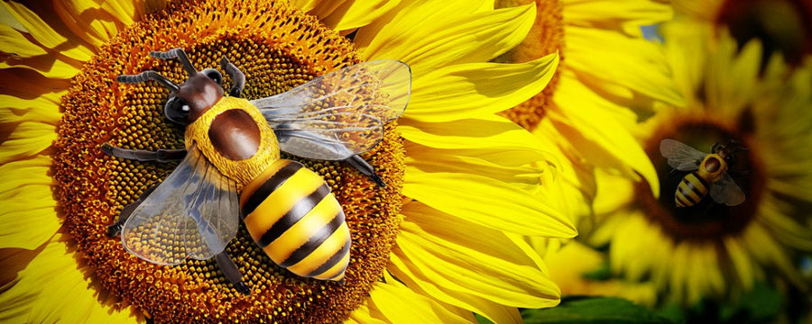 We're Buzzing About Honey Bee Awareness Day! | Safari Ltd®