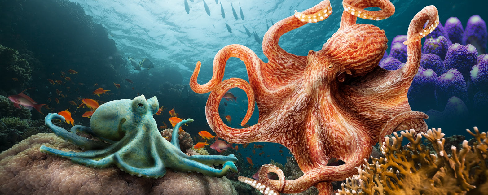 Wrap Your Arms Around World Octopus Day | Safari Ltd®