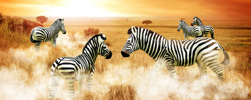 Earn Your Stripes! It’s International Zebra Day! | Safari Ltd®