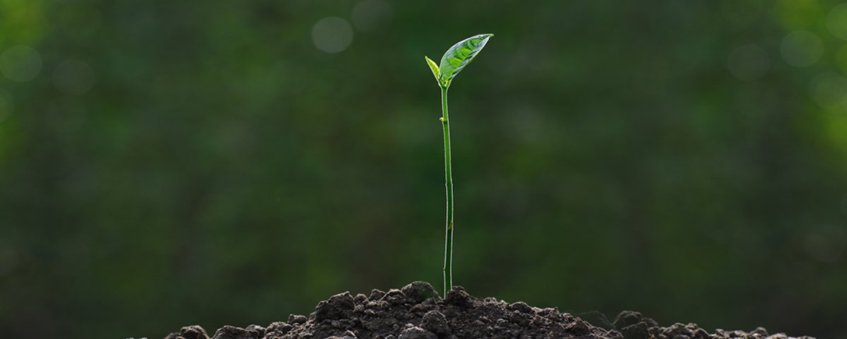 Thank You For Helping Us Save The Amazon | Safari Ltd®