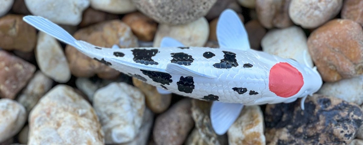 Tancho Koi Fish