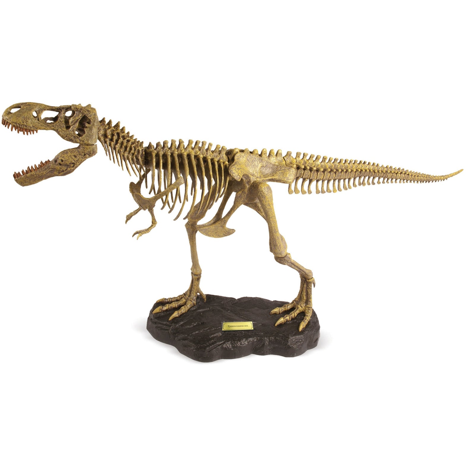 Dr. Steve Hunters GEOWorld Paleo Expedition Tyrannosaurus Rex Replica ...