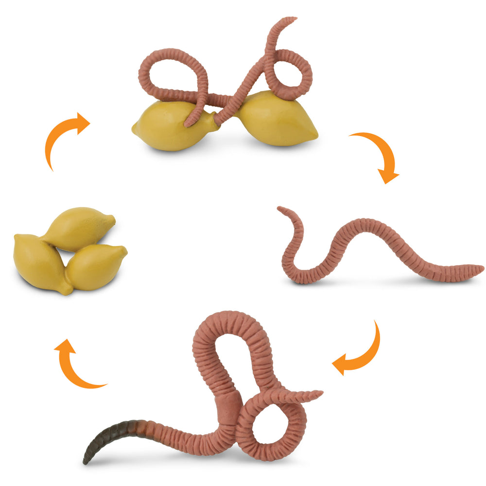 Life Cycle of a Worm | Educational Science Toy | Safari Ltd® | Safari Ltd®