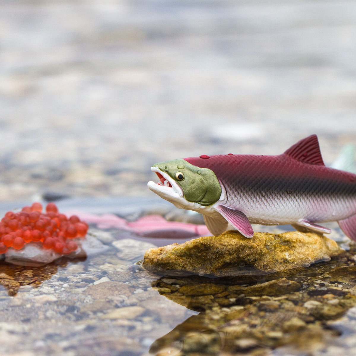 Life Cycle of a Salmon | Educational Science Toy Figures | Safari Ltd®