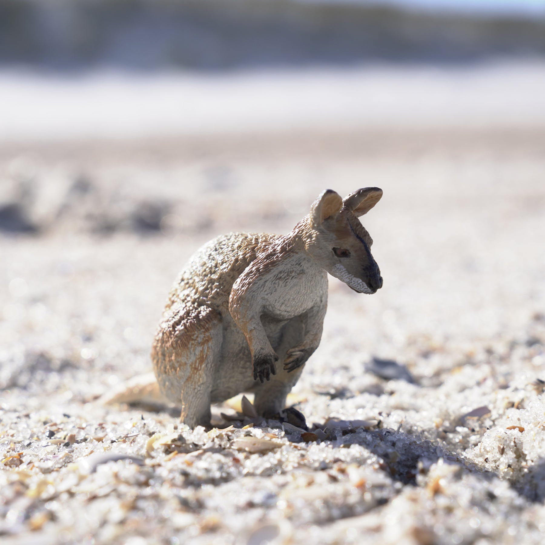 Wallaby Toy | Wildlife Animal Toys | Safari Ltd®