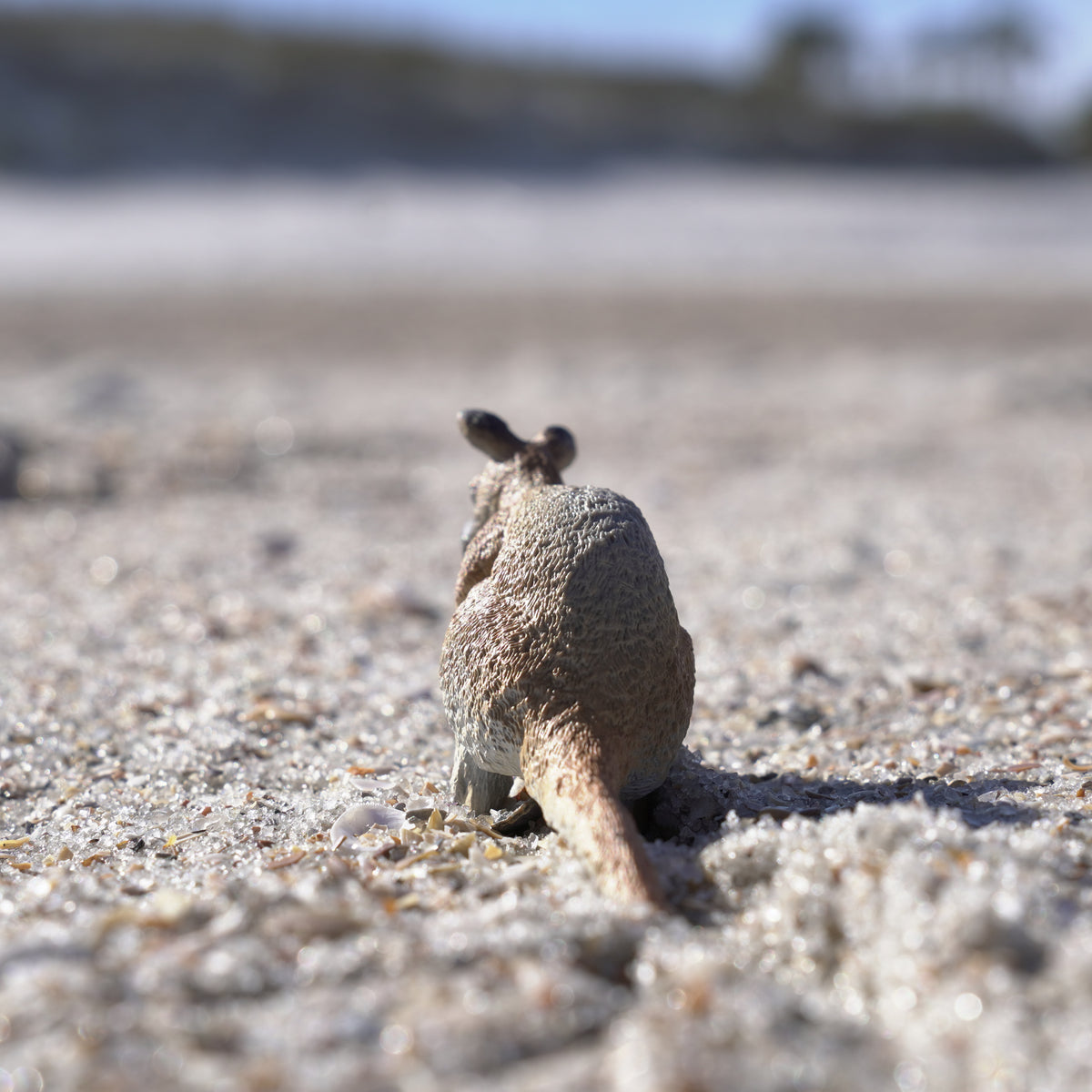 Wallaby Toy | Safari Ltd®