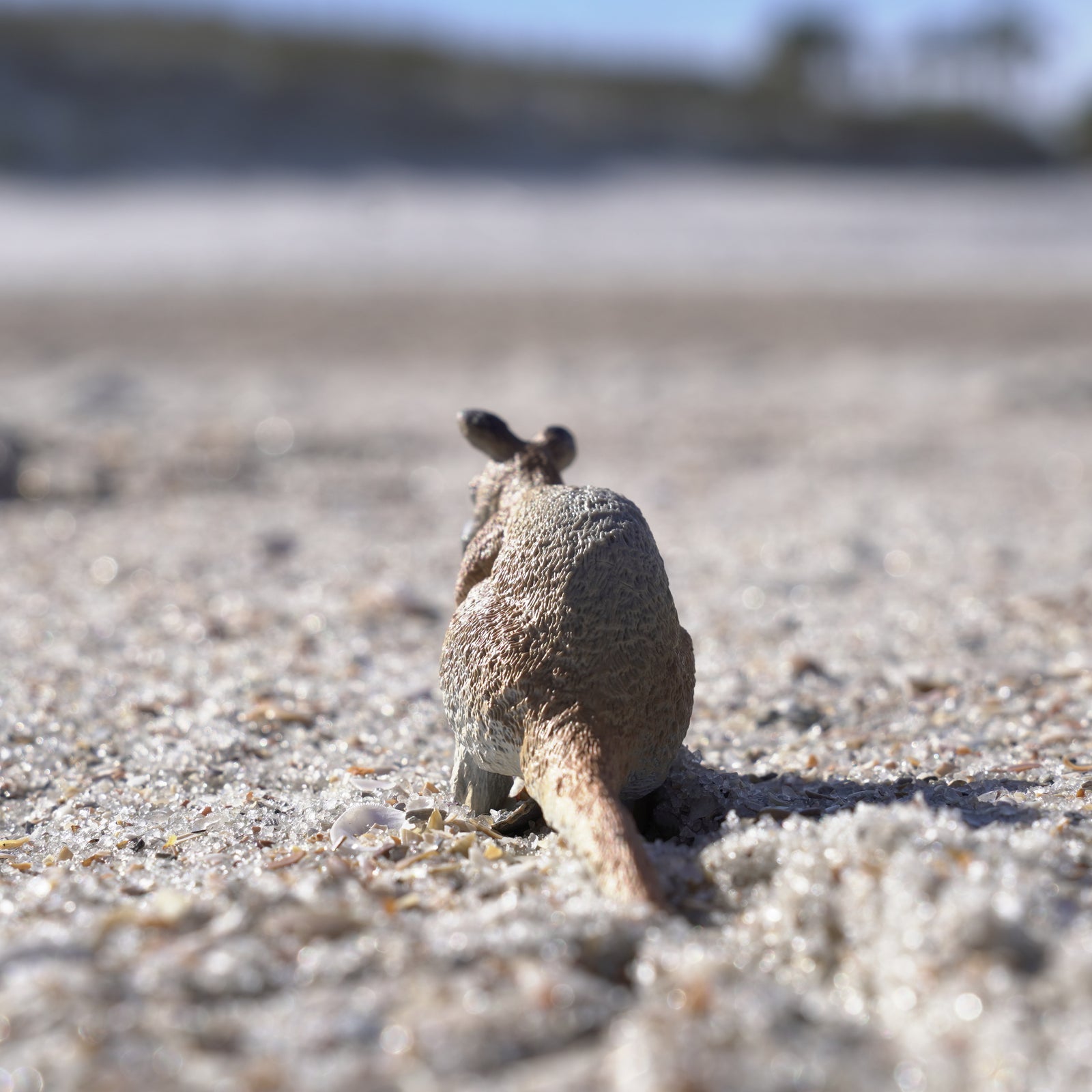 Wallaby Toy | Safari Ltd®