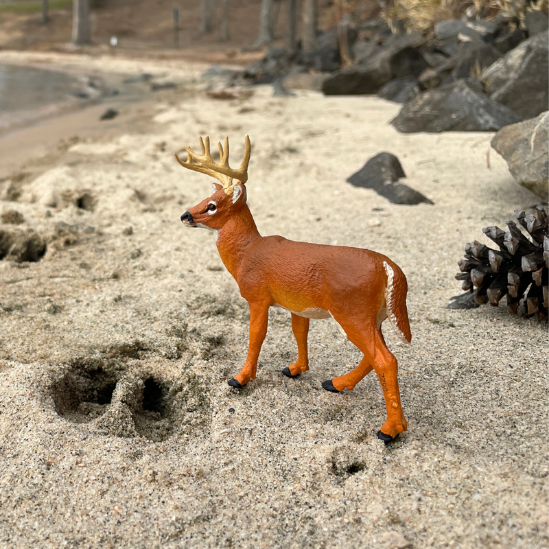 Whitetail Buck Figurine – Realistic Deer Toy | Safari Ltd® | Safari Ltd®