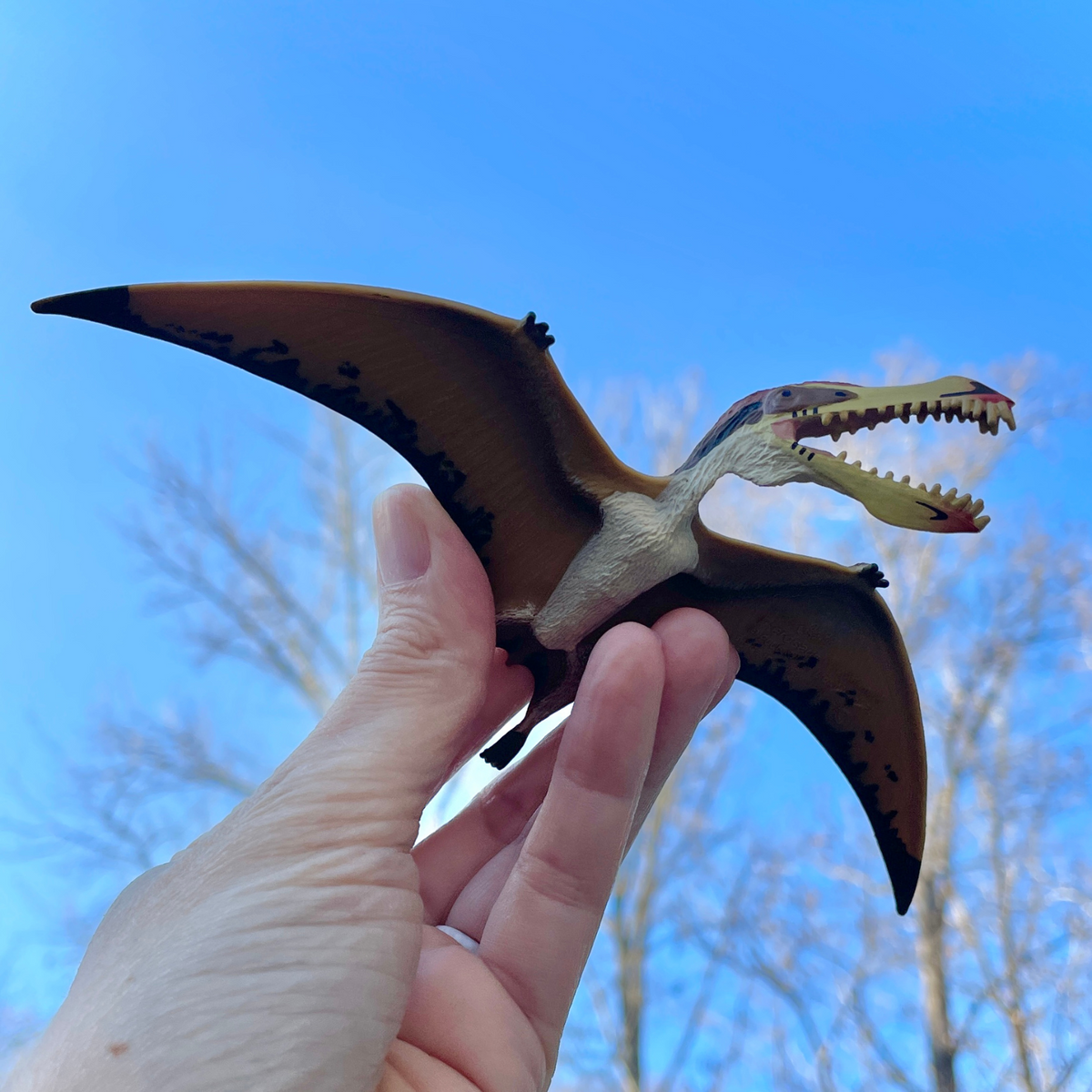 Pterosaur Toy | Safari Ltd®