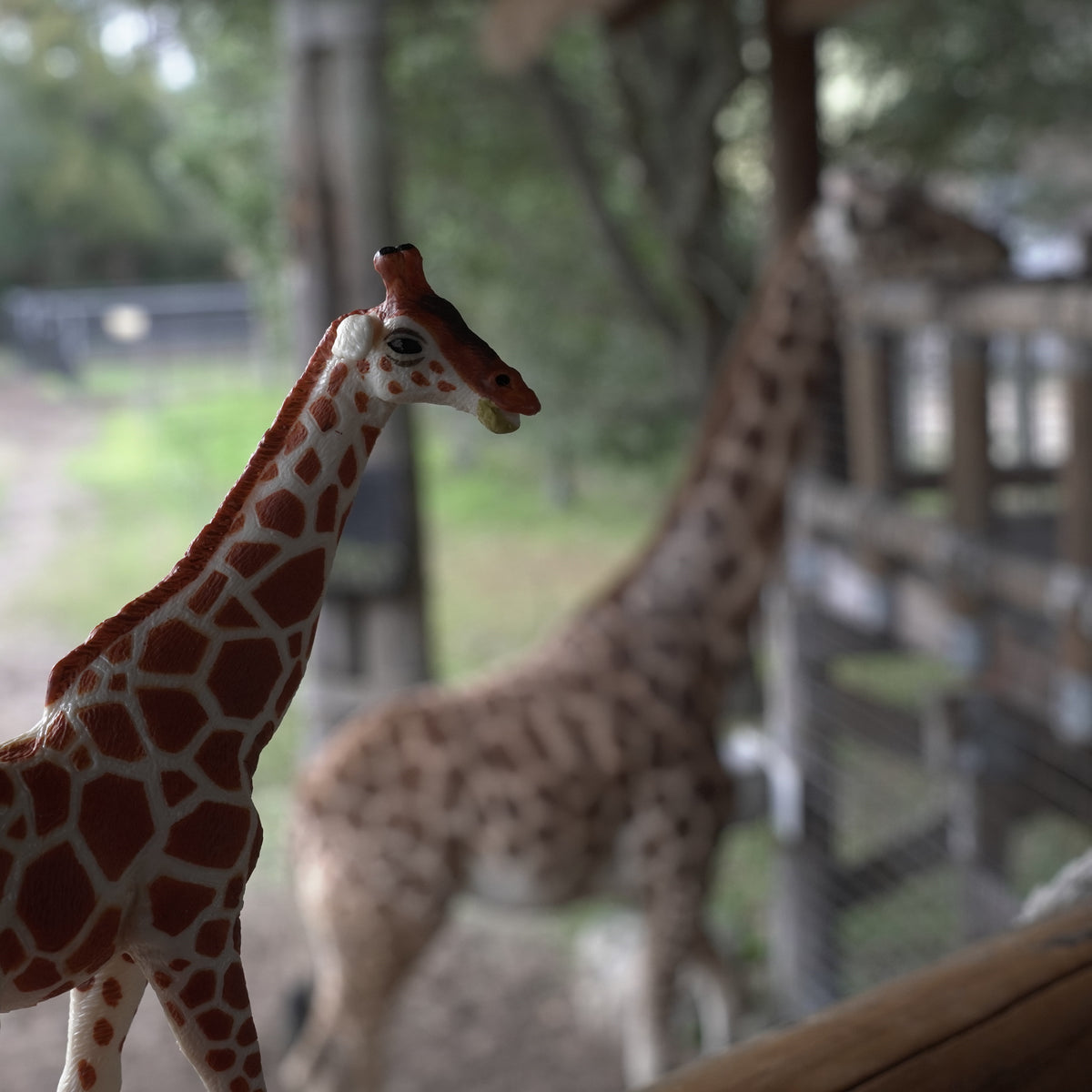 Reticulated Giraffe Toy | Safari Ltd®