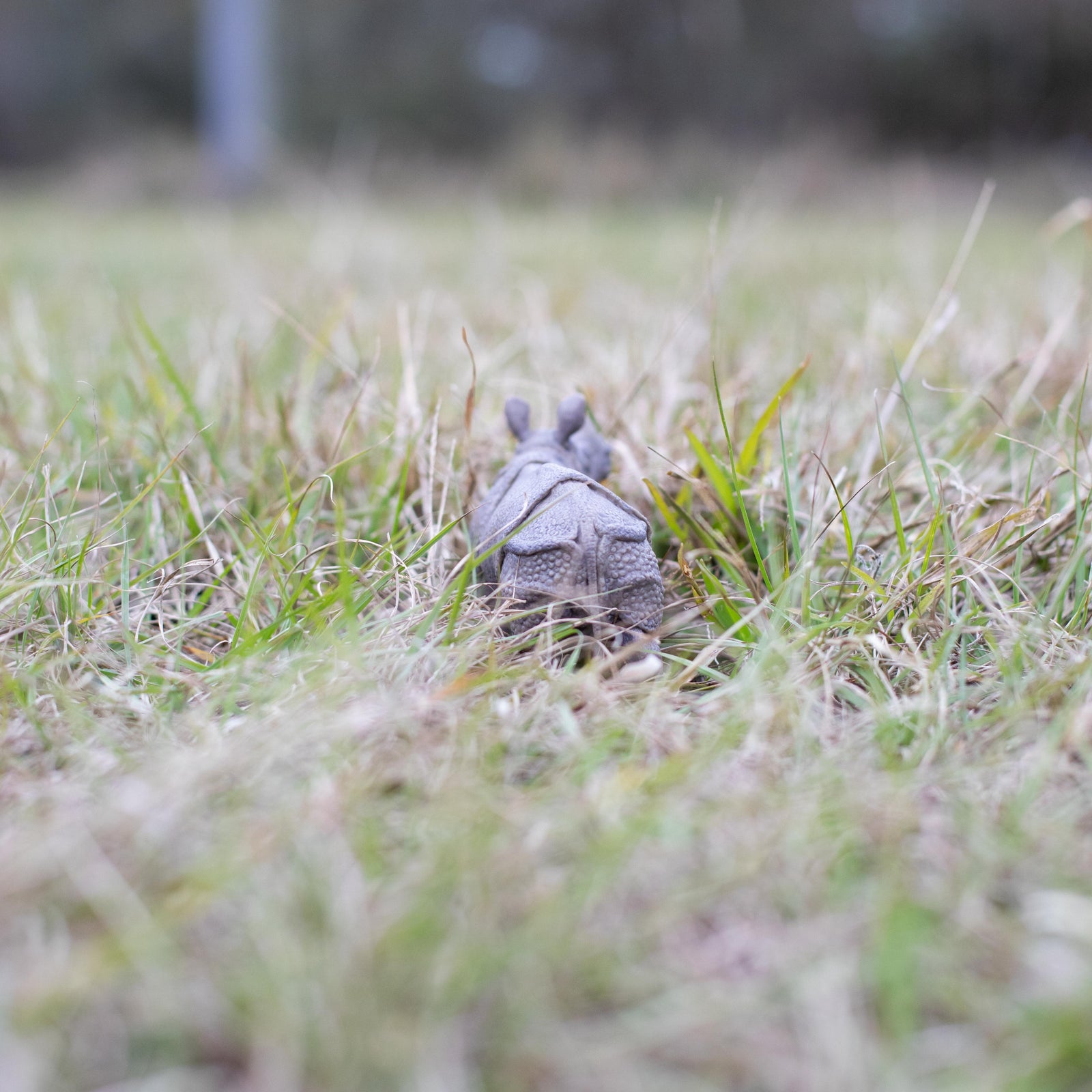 Indian Rhino Toy | Safari Ltd®