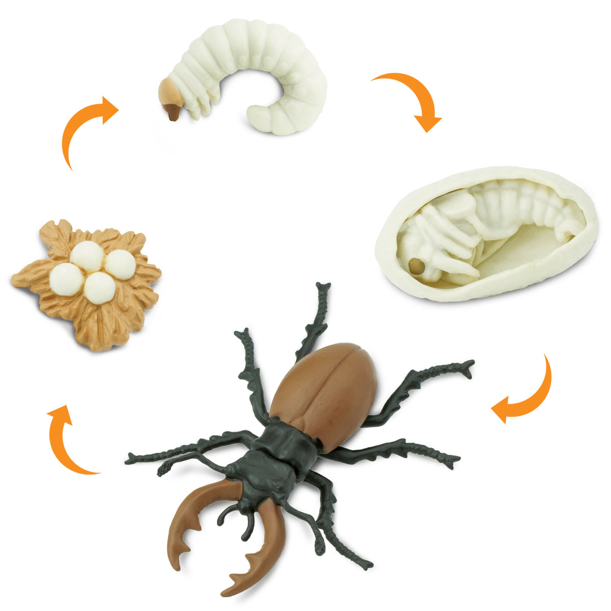 Stag Beetle Life Cycle Model – Realistic Insect Figurine | Safari Ltd ...