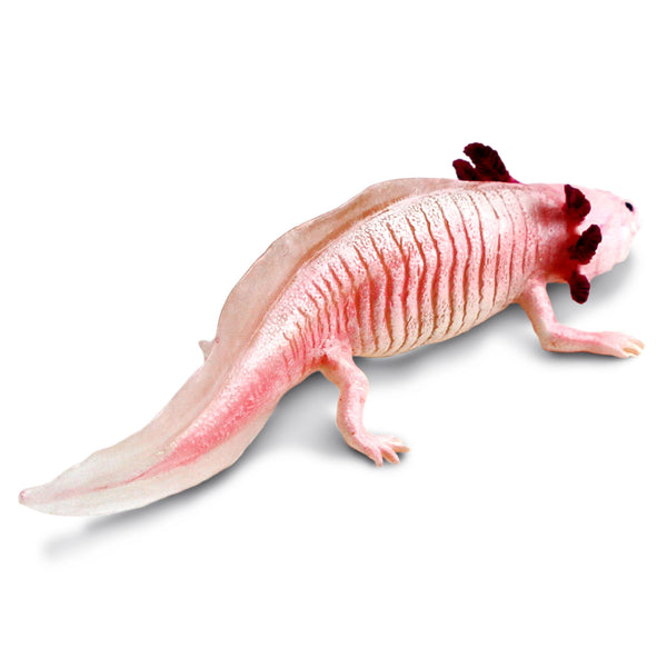 Axolotl Toy Figure | Safari Ltd®