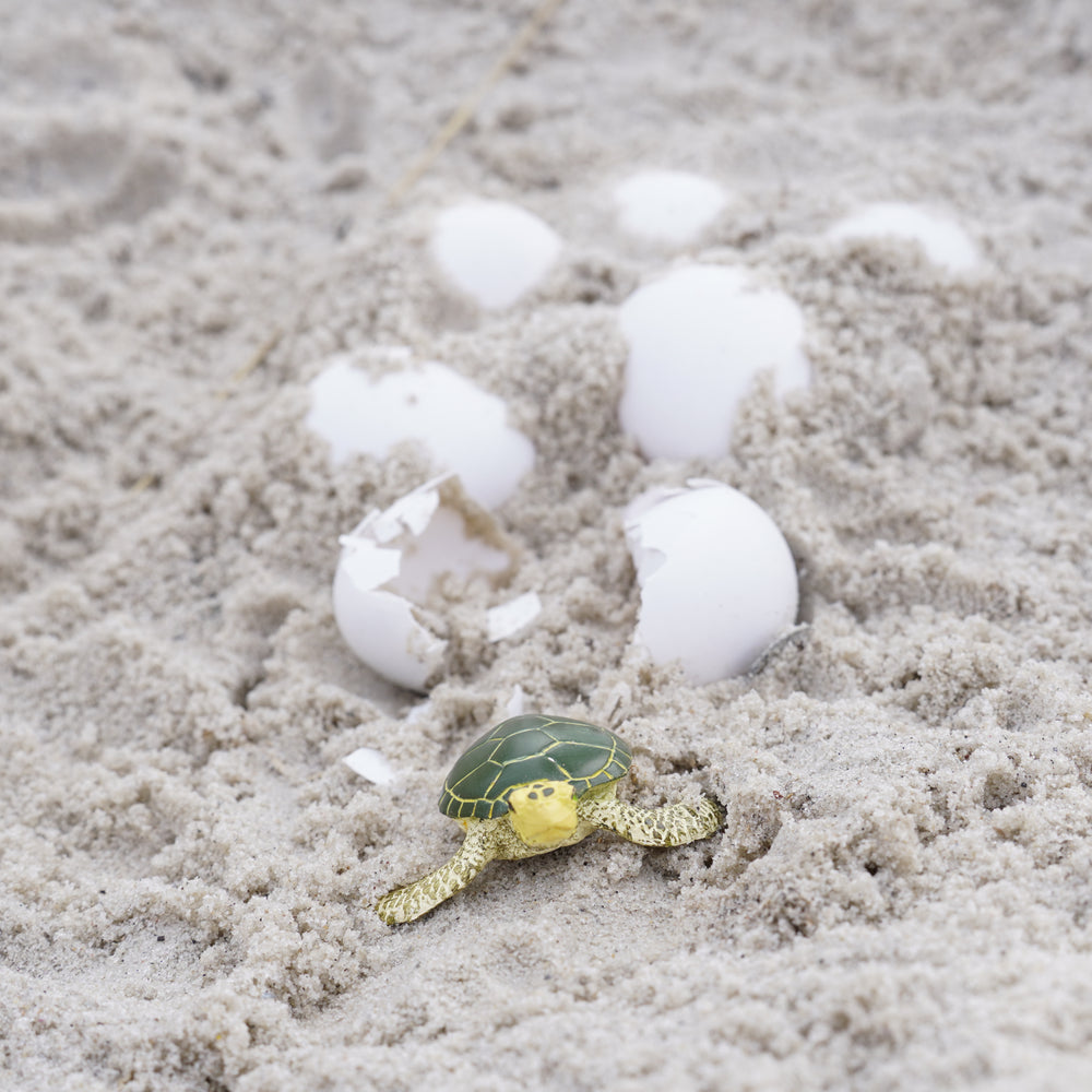 Green Sea Turtle Baby Toy | Safari Ltd®