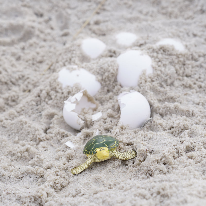 Green Sea Turtle Baby Toy | Safari Ltd®