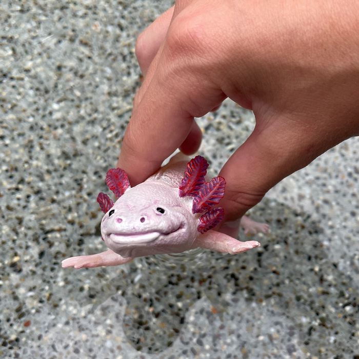 Axolotl Toy Figure | Safari Ltd®