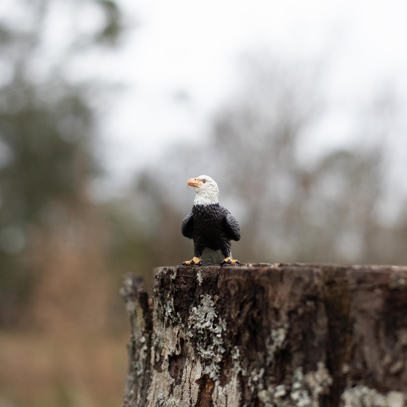 Bald Eagle Toy Figurine | Realistic Bird Model by Safari Ltd | Safari Ltd®