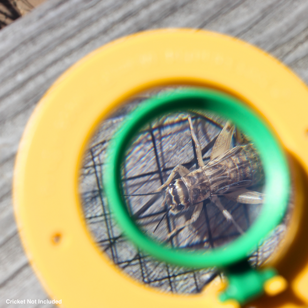 World's Best Bug Jar | Educational Science Toy | Safari Ltd® | Safari Ltd®