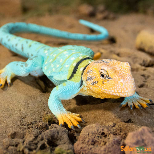 Collared Lizard Toy Figurine| Safari Ltd® Reptile Model | Safari Ltd®