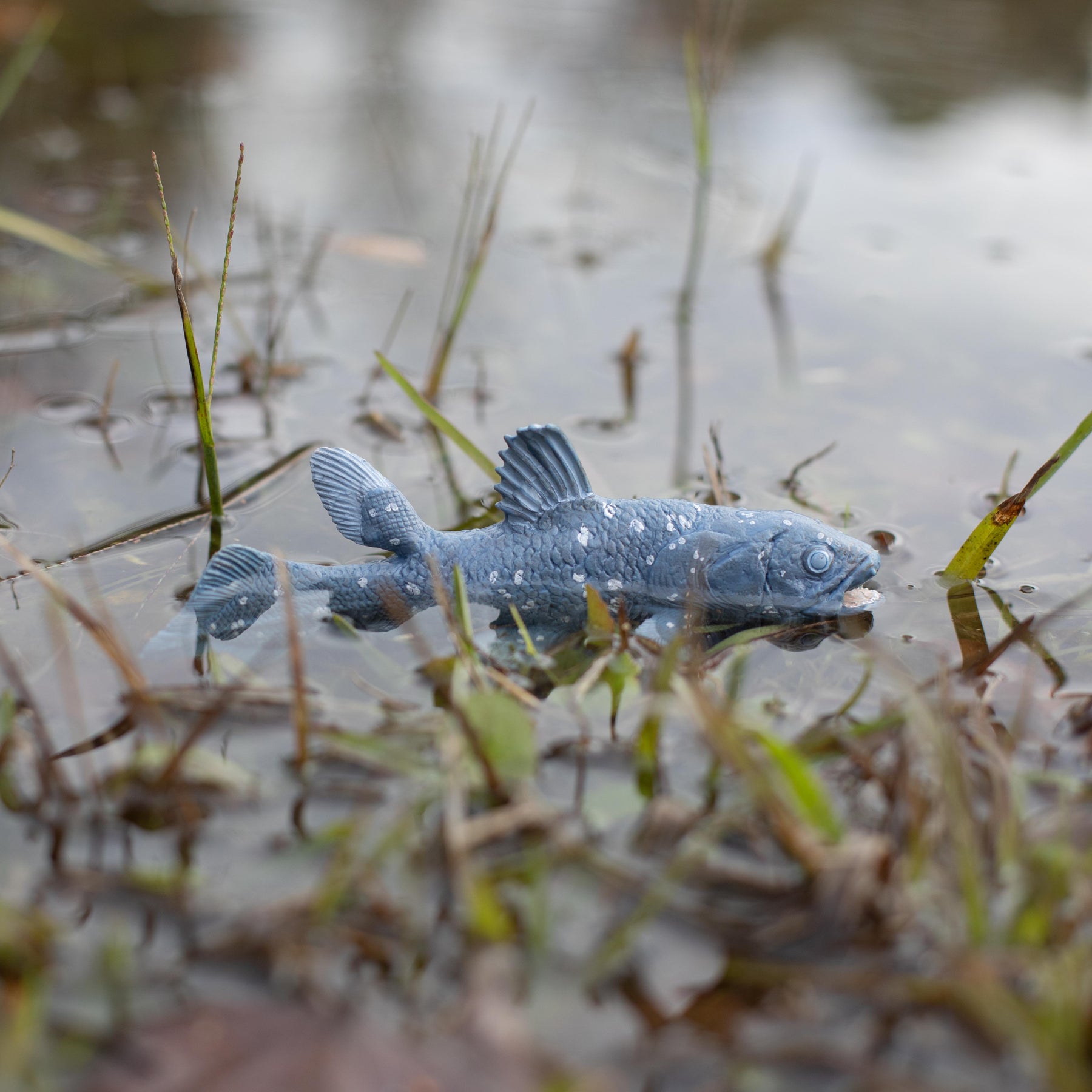 Coelacanth Toy | Safari Ltd®