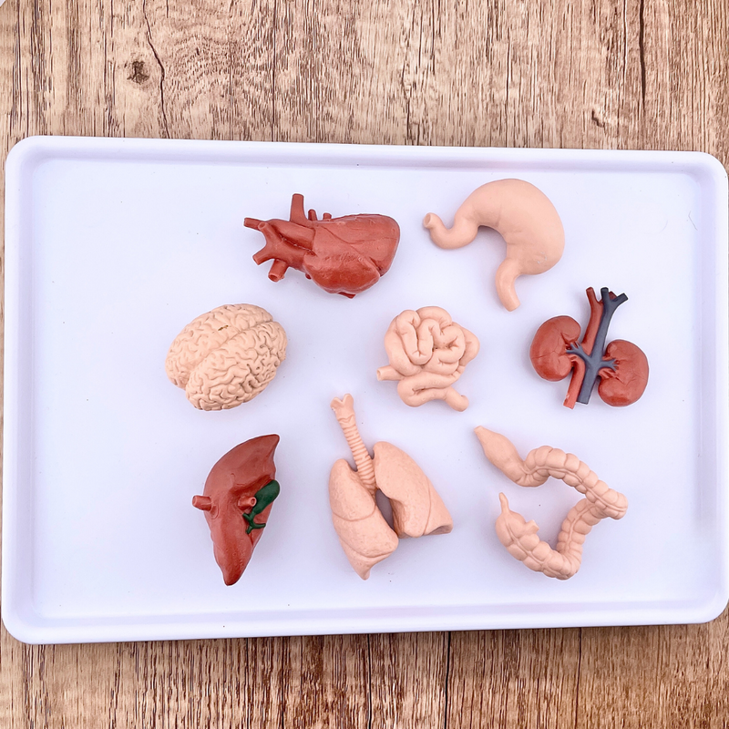 Human Organs TOOB® | Safari Ltd®