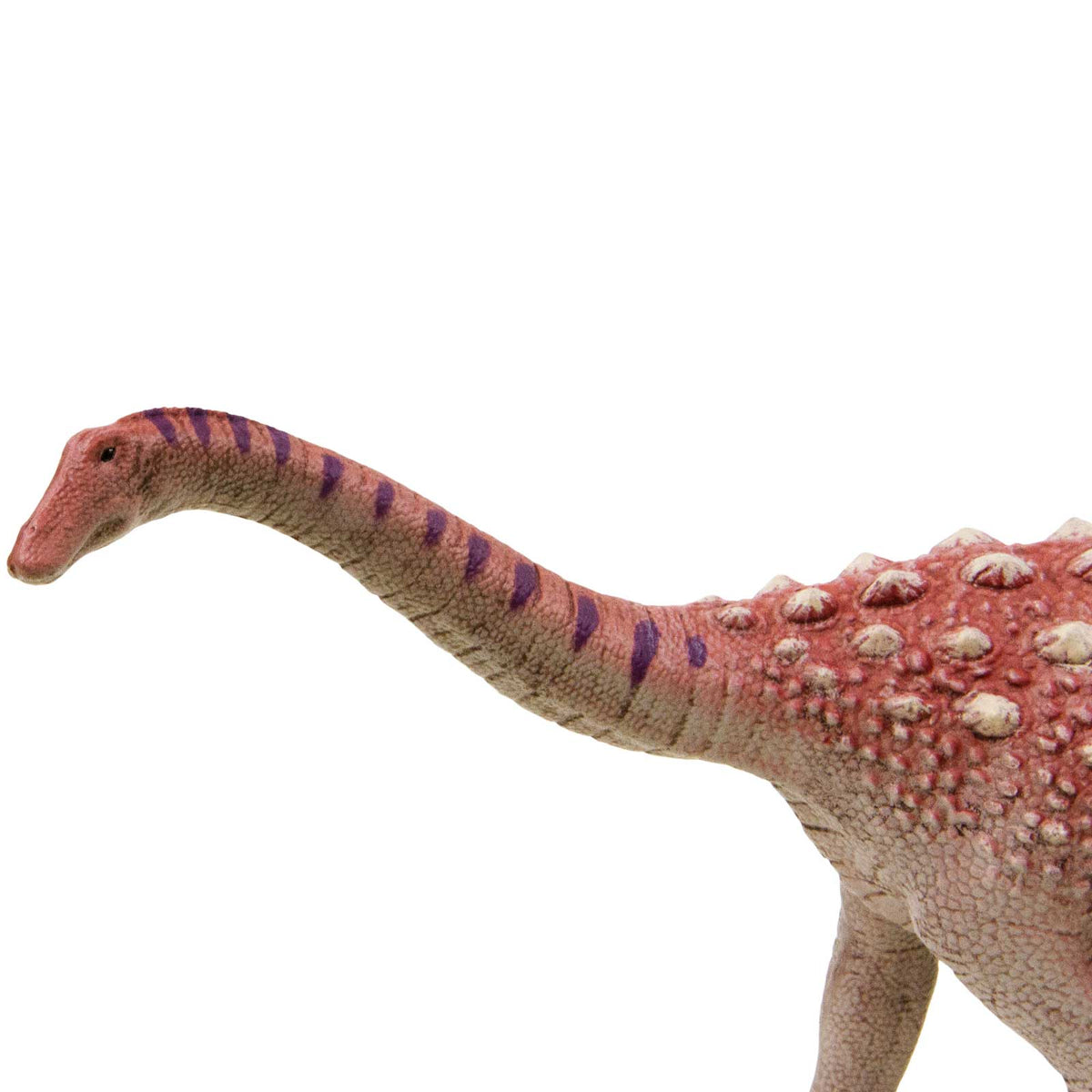 Saltasaurus Dinosaur Toy Figure | Safari Ltd®