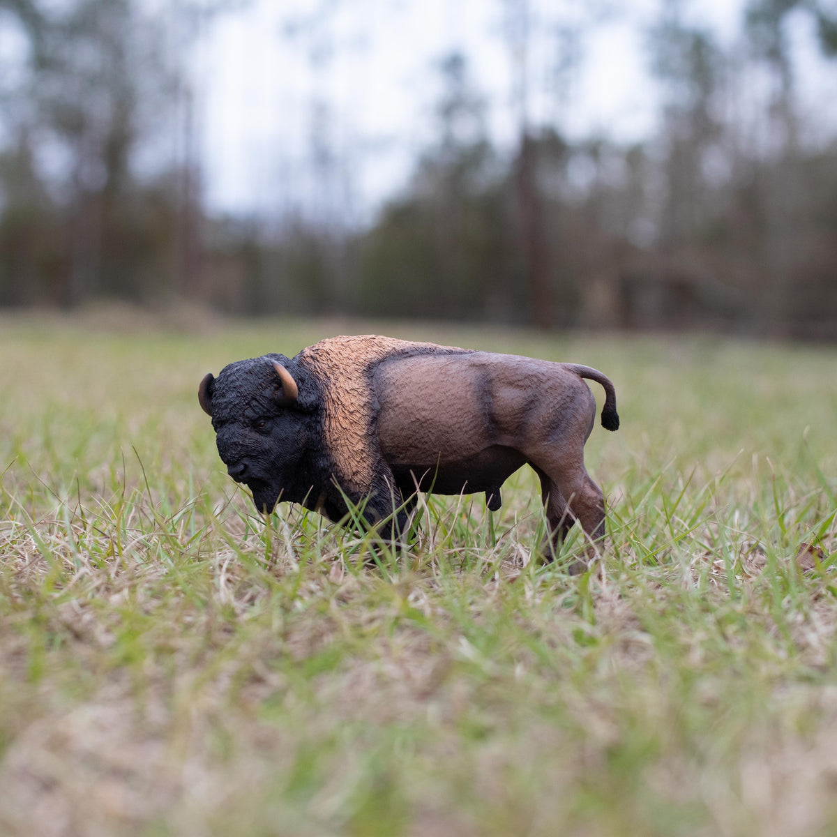 Bison Toy | Safari Ltd®