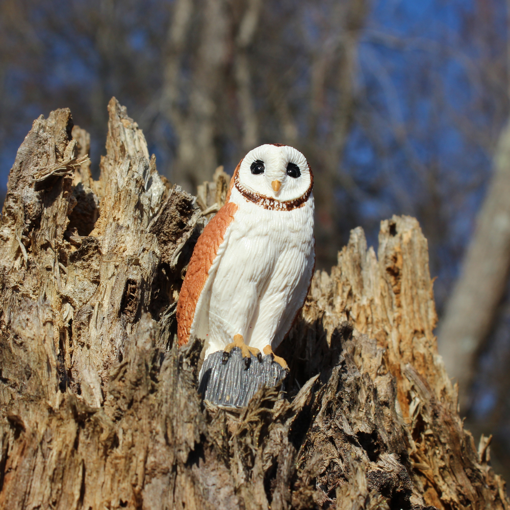 Barn Owl Toy | Safari Ltd®