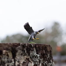 Peregrine Falcon Toy | Wildlife Animal Toys | Safari Ltd®