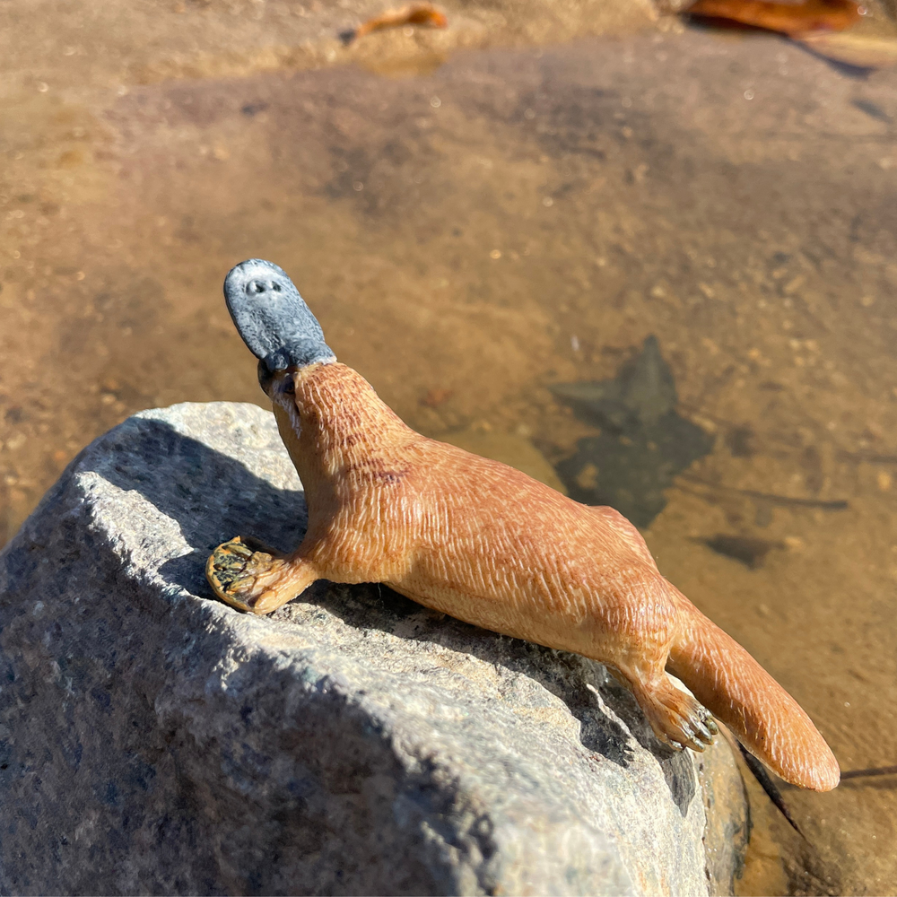Platypus Toy Figurine | Safari Ltd® Australian Animal Model | Safari Ltd®