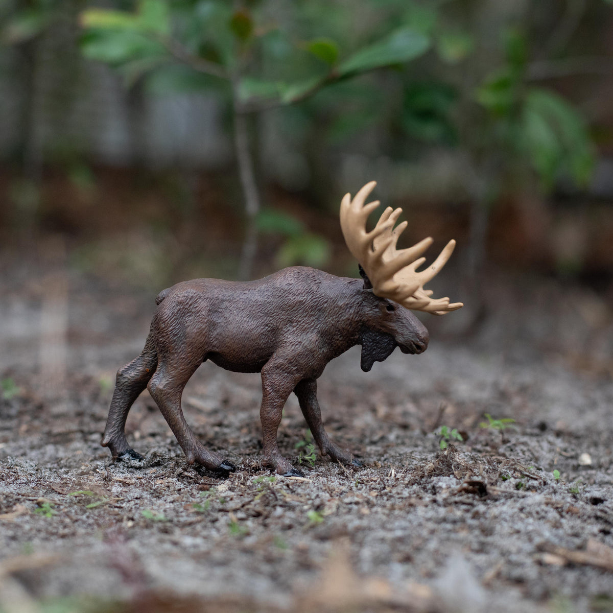 Moose Toy | Wildlife Animal Toys | Safari Ltd. | Safari Ltd®