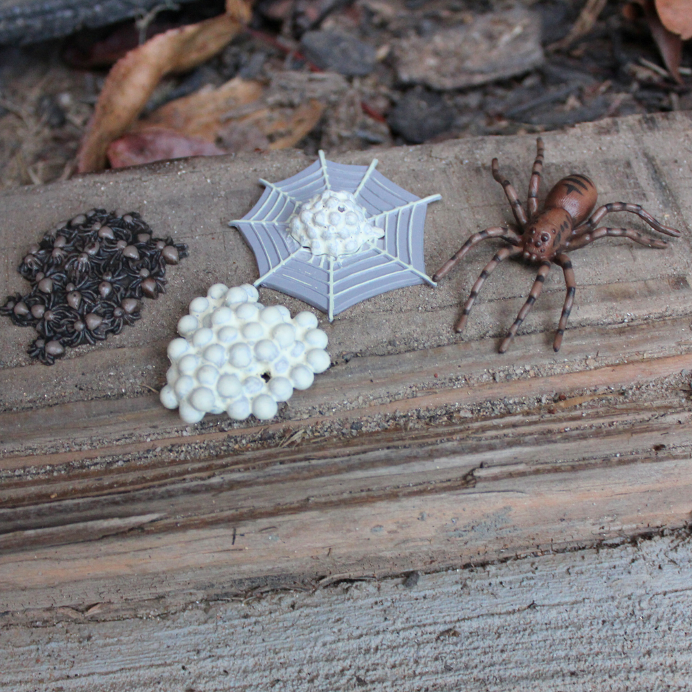 Life Cycle of a Spider Set – Educational Toy | Safari Ltd® | Safari Ltd®