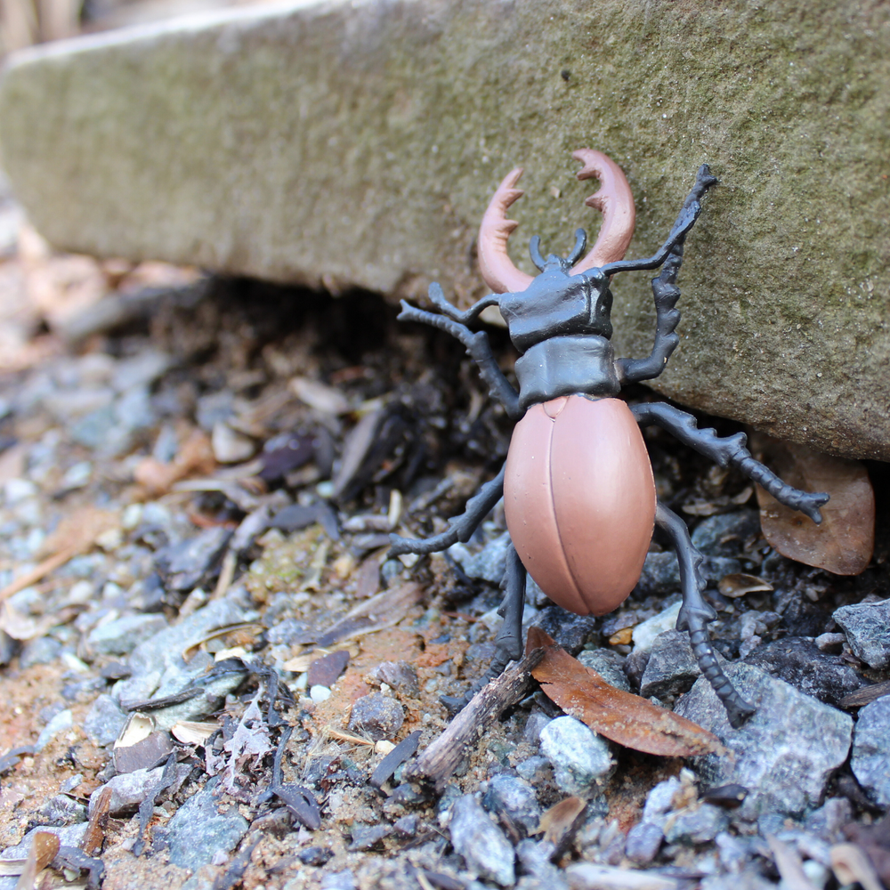 Life Cycle Of A Stag Beetle | Educational Science Toy | Safari Ltd ...
