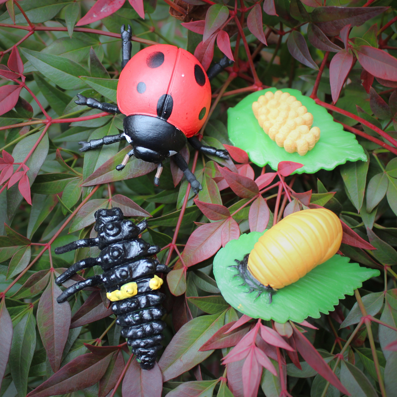 Life Cycle of a Ladybug | Montessori Toys | Safari Ltd®