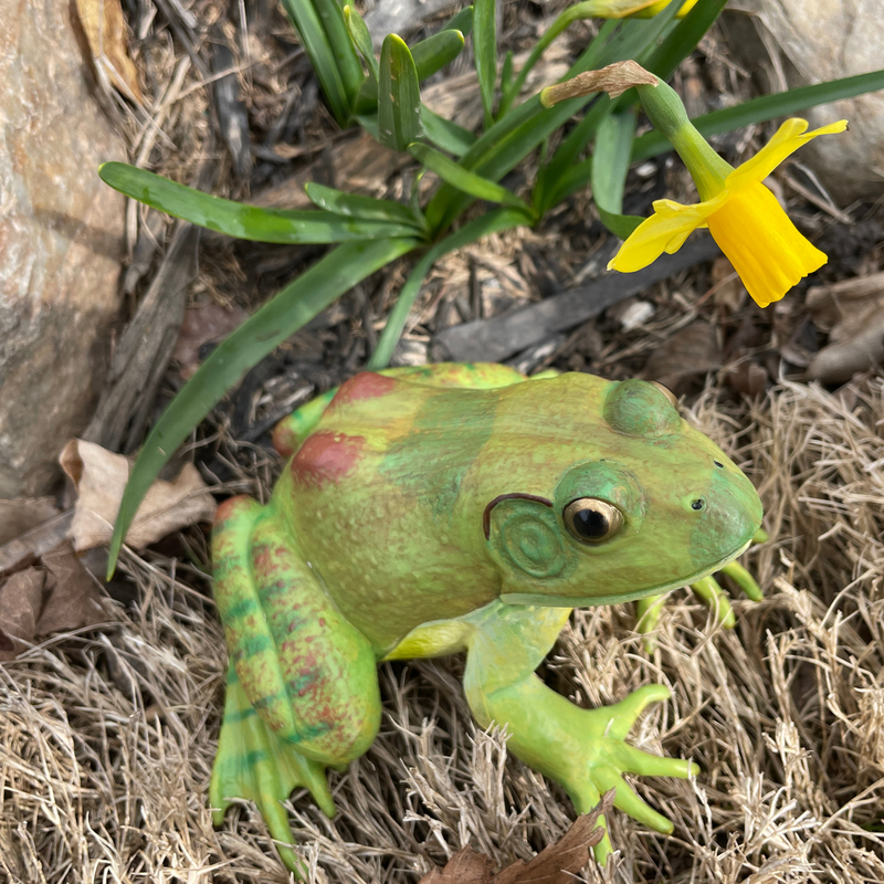 American Bullfrog Amphibian Toy | Safari Ltd®