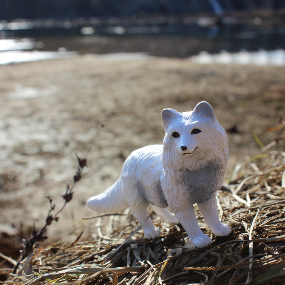 Arctic Fox Figurine | Safari Ltd®
