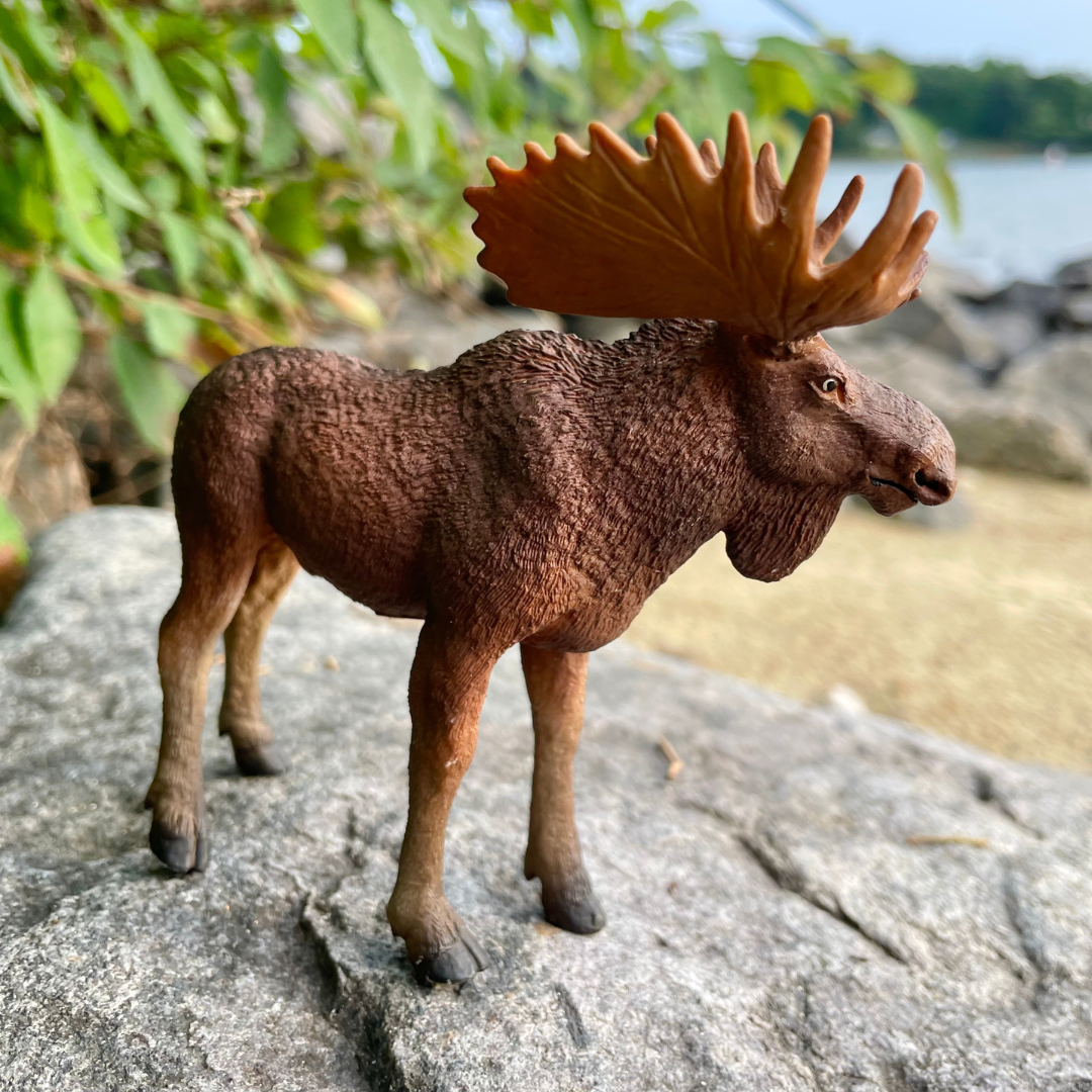 Bull Moose Toy | Safari Ltd®