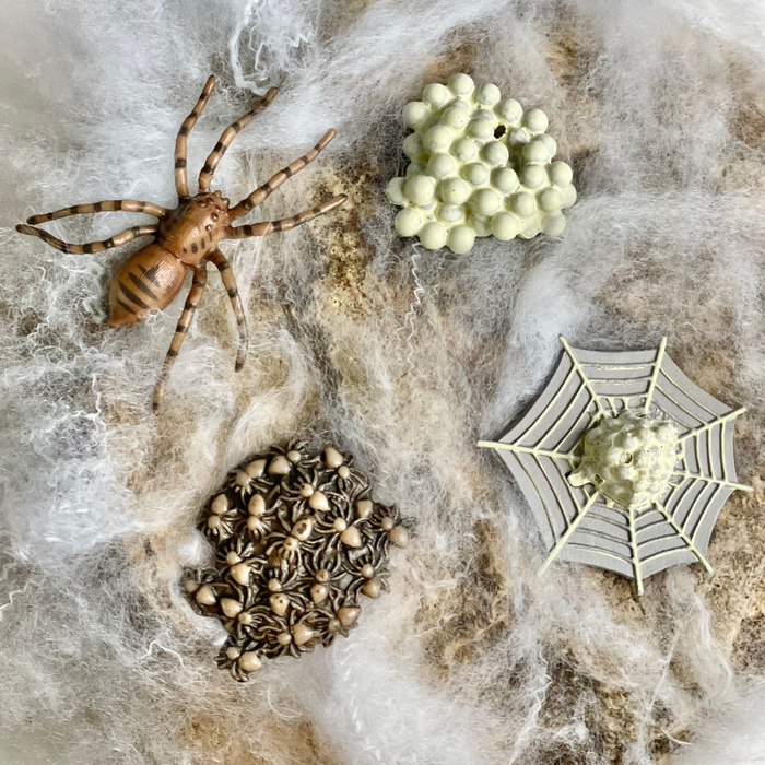 Life Cycle of a Spider | Montessori Toys | Safari Ltd. | Safari Ltd®