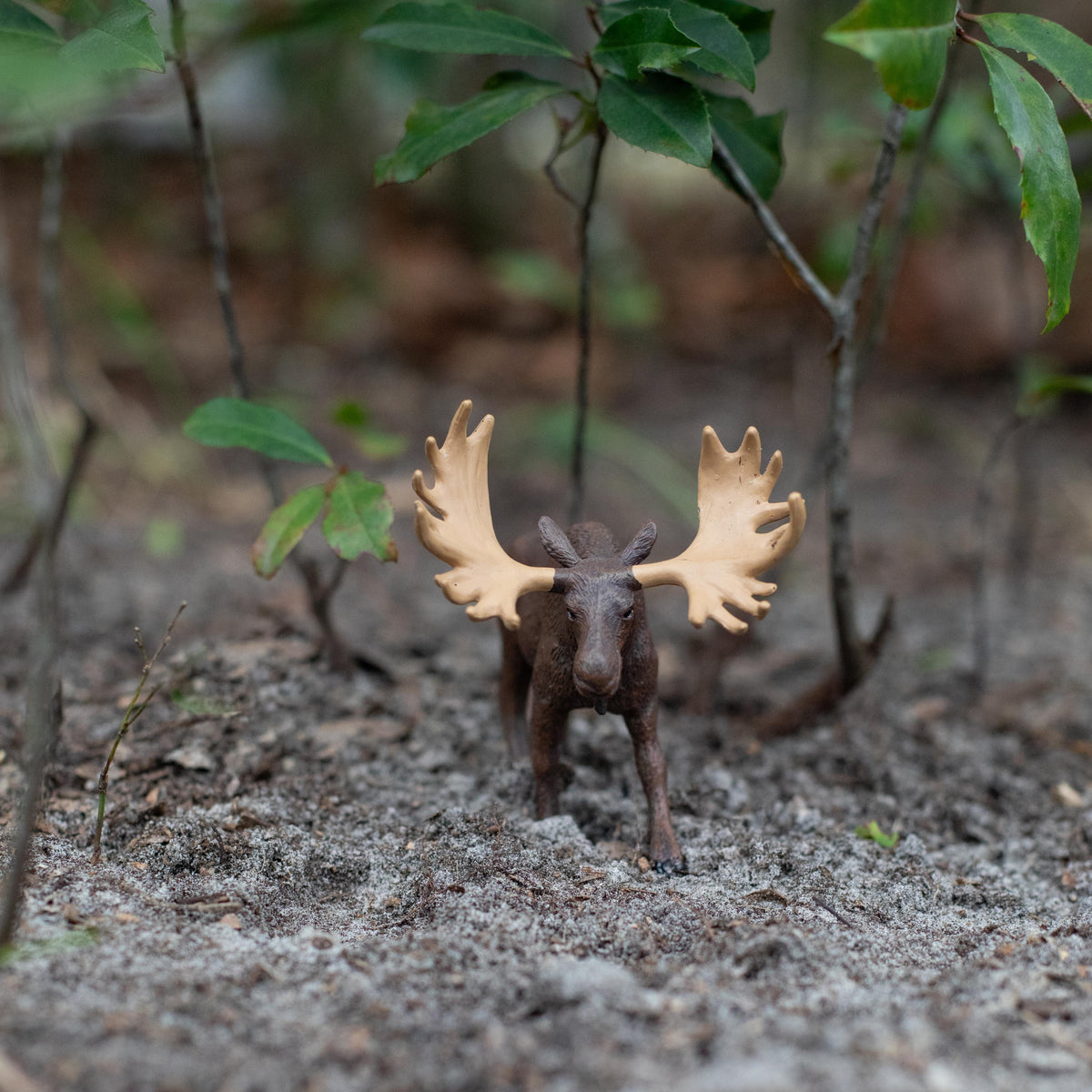 Moose Toy | Wildlife Animal Toys | Safari Ltd. | Safari Ltd®