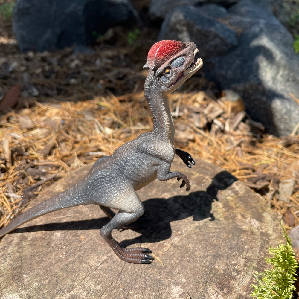 Dilophosaurus Dinosaur Toy | Safari Ltd Prehistoric Figurine | Safari Ltd®