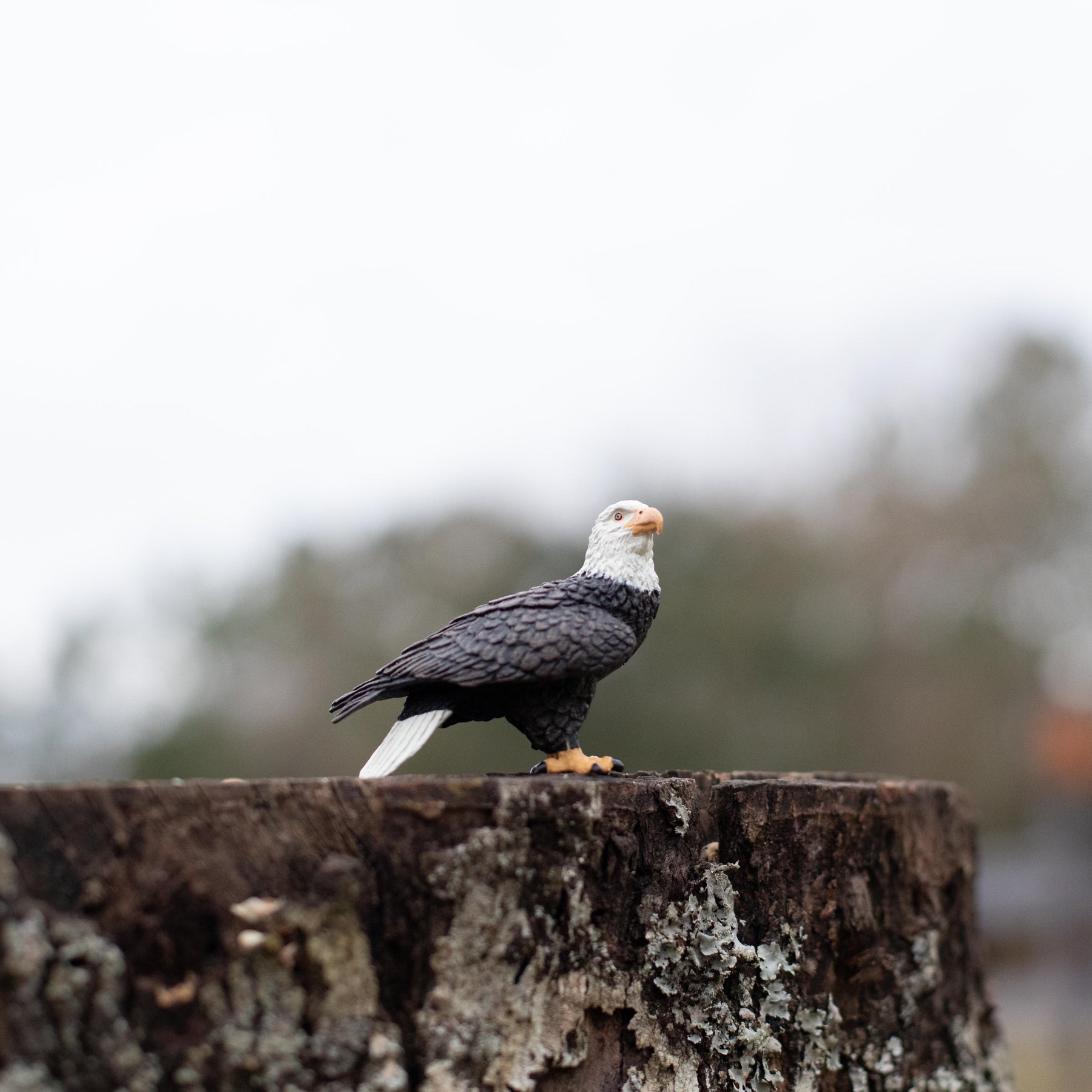 Bald Eagle Toy | Wildlife Animal Toys | Safari Ltd. | Safari Ltd®