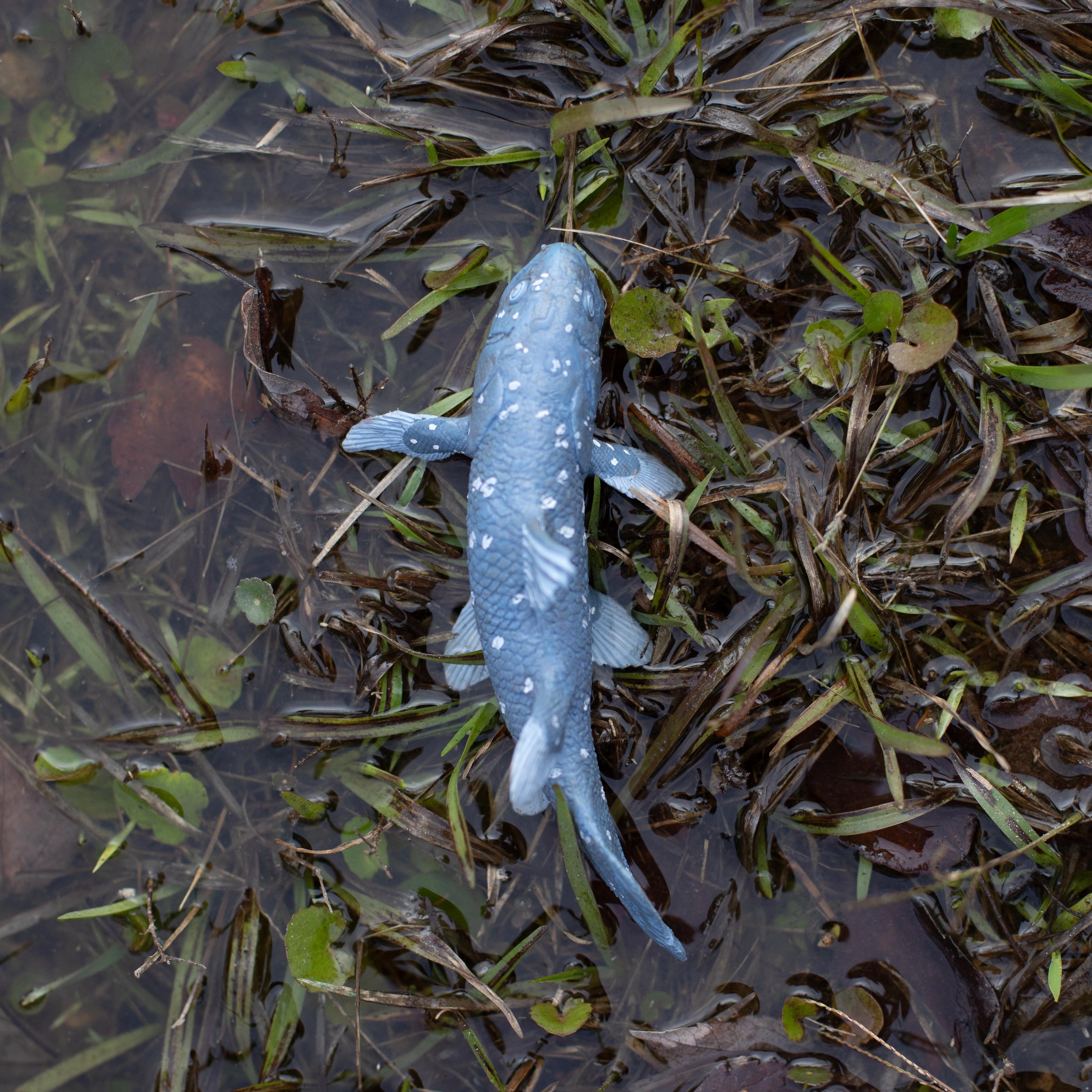 Coelacanth Toy | Dinosaur Toys | Safari Ltd®