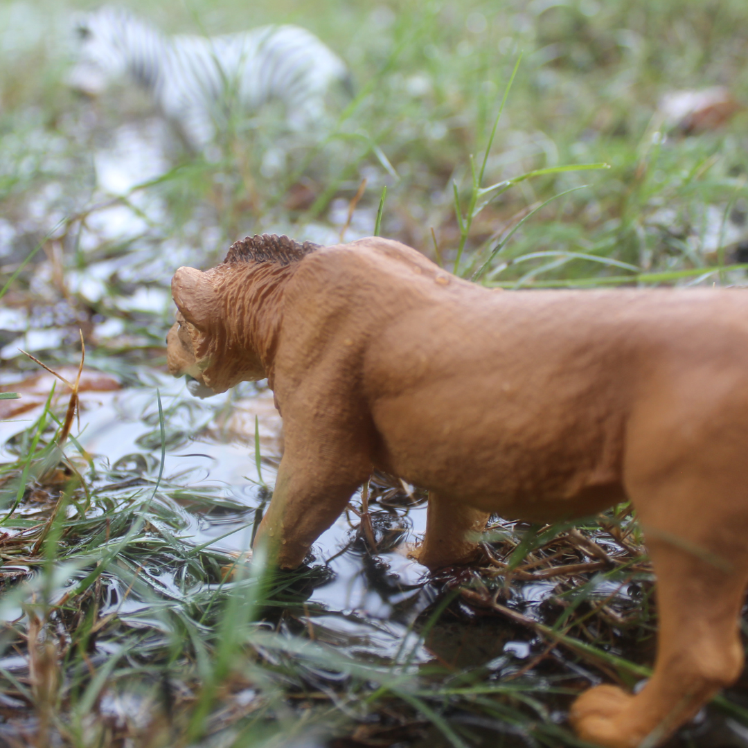 Adolescent Male Lion Figure – Realistic Animal Toy for Kids, Boys and ...