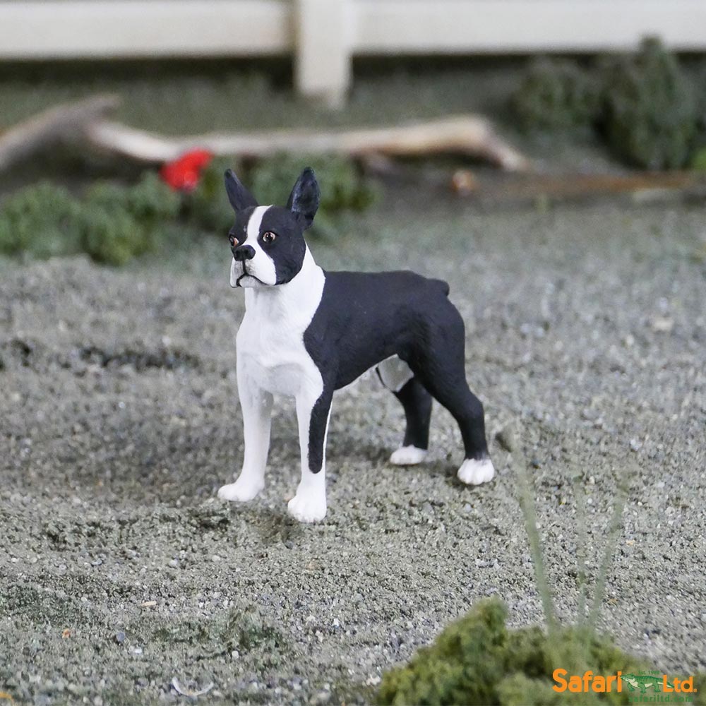 Boston Terrier Figurine | Safari Ltd®