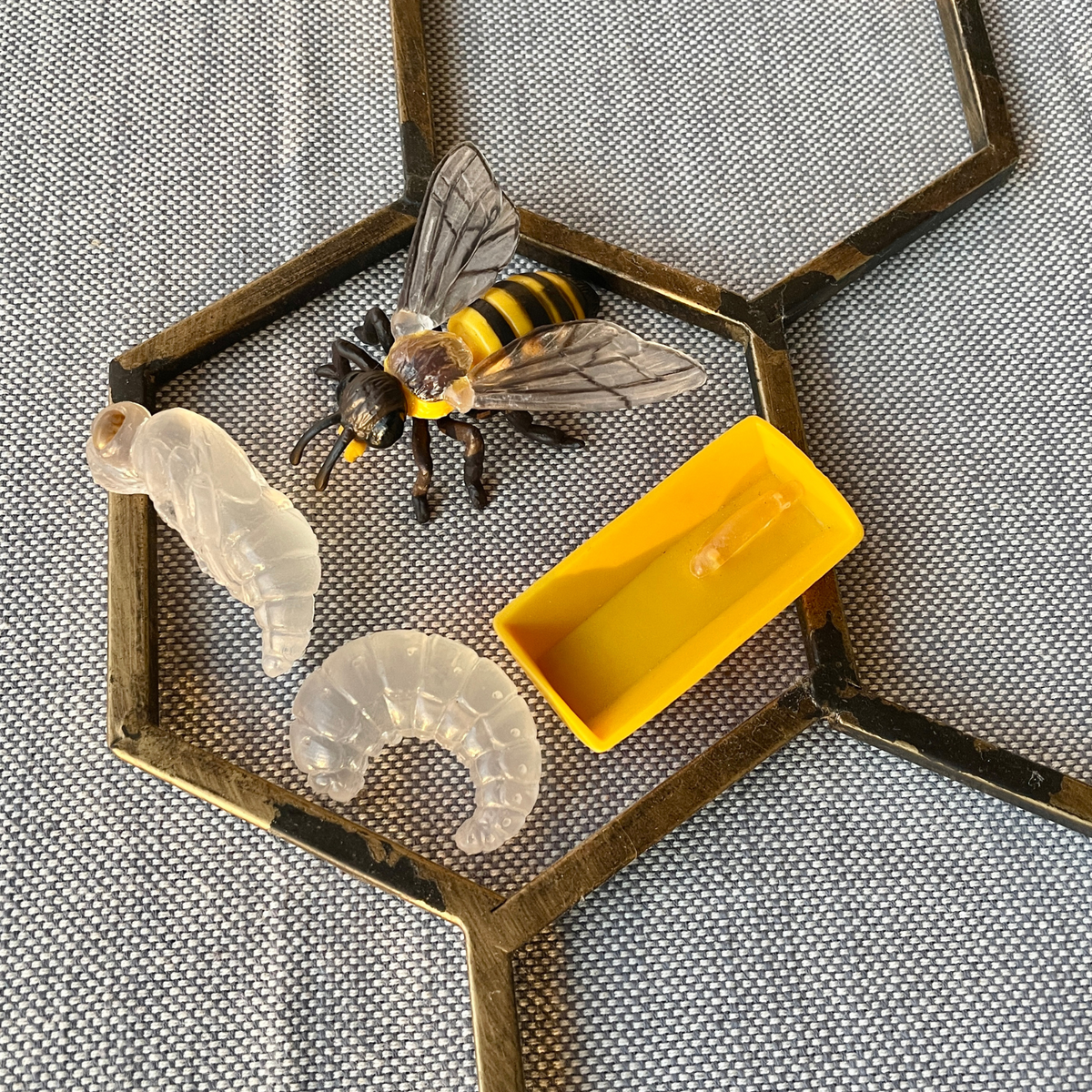 Life Cycle of a Honey Bee Toy Set – Educational Honeybee Life Cycle ...