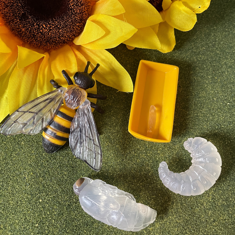 Life Cycle of a Honey Bee Toy Set – Educational Honeybee Life Cycle ...