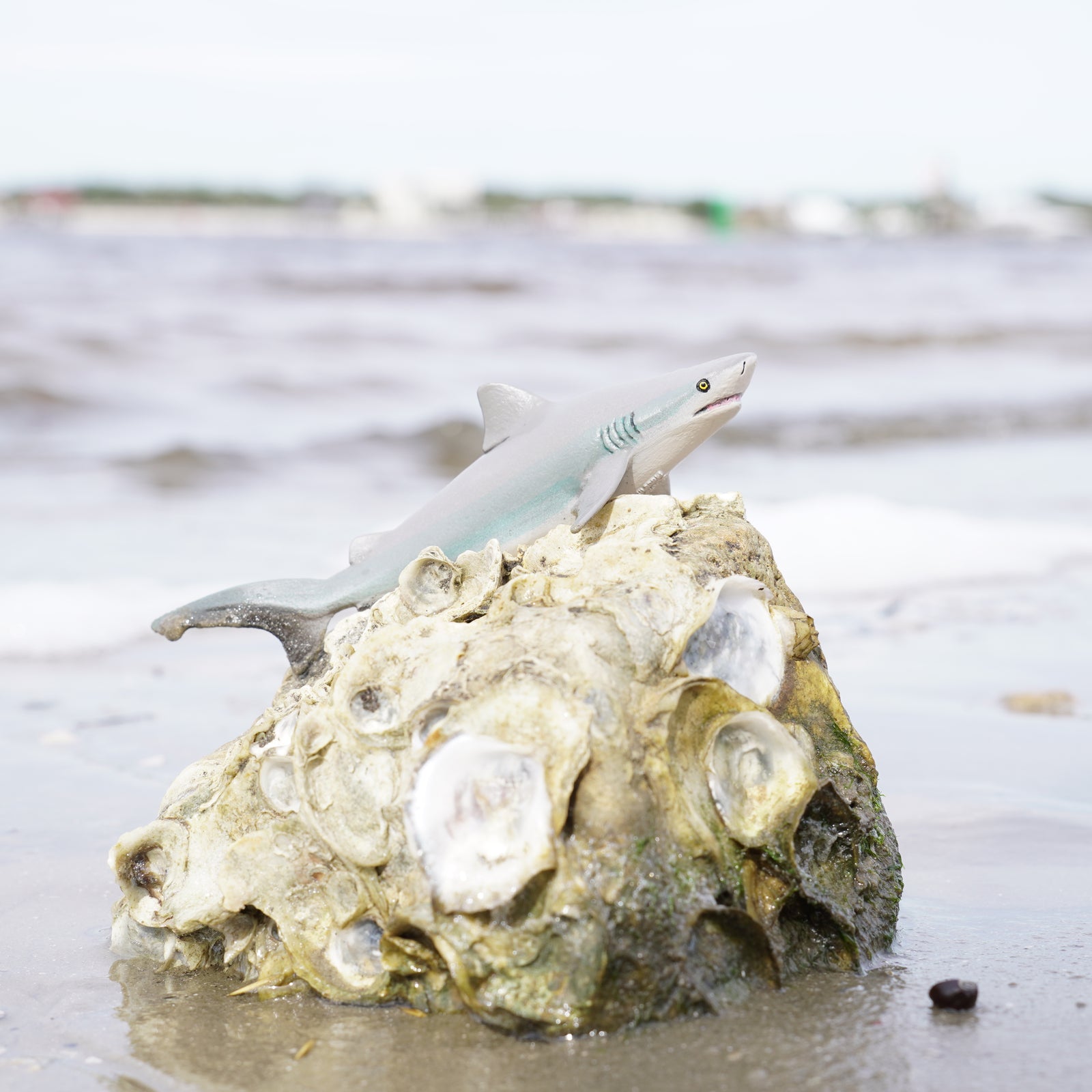 Bull Shark Toy | Safari Ltd®