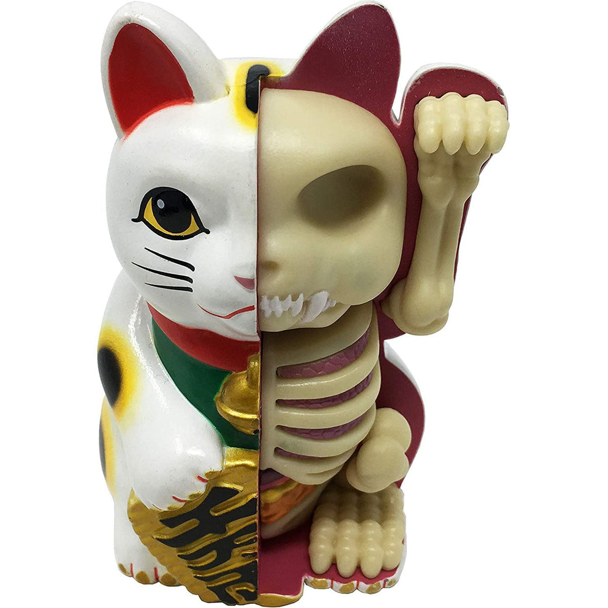 4D Fortune Cat Anatomy Model | Safari Ltd®