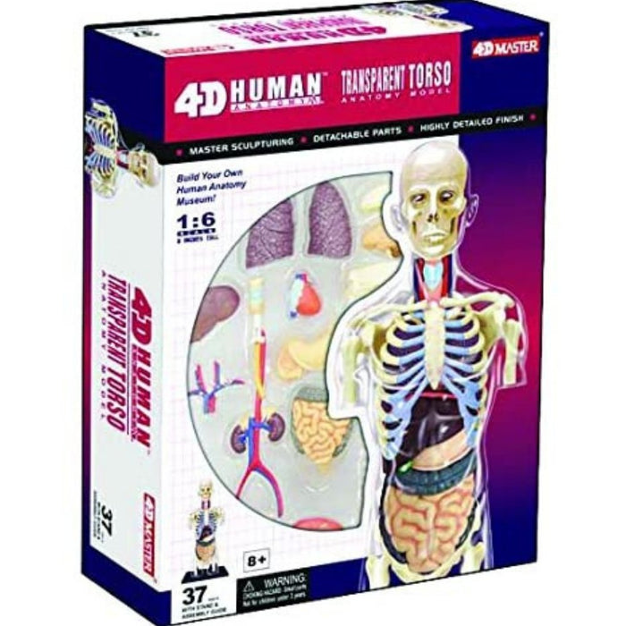 4D Transparent Torso Anatomy Model | Safari Ltd®