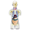 4D Transparent Torso Anatomy Model | Safari Ltd®